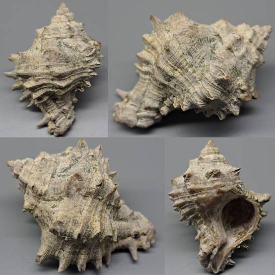 shellauction.net :: Murex sp. - 3733609