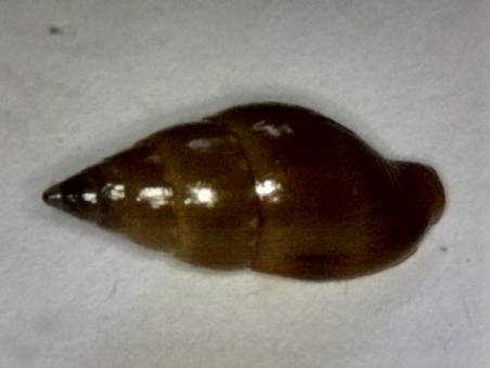 shellauction.net :: Mitrella species - 3733616