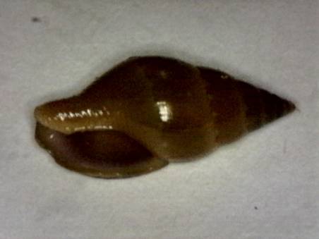 shellauction.net :: Mitrella species - 3733616