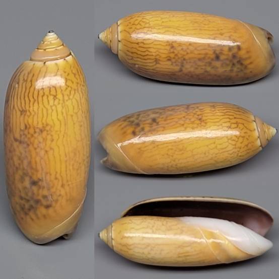 shellauction.net :: Oliva oliva oliva - 3733663