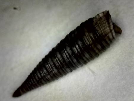 shellauction.net :: Mastonia species - 3733669