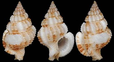 shellauction.net :: Nassaria sp. - 3733770