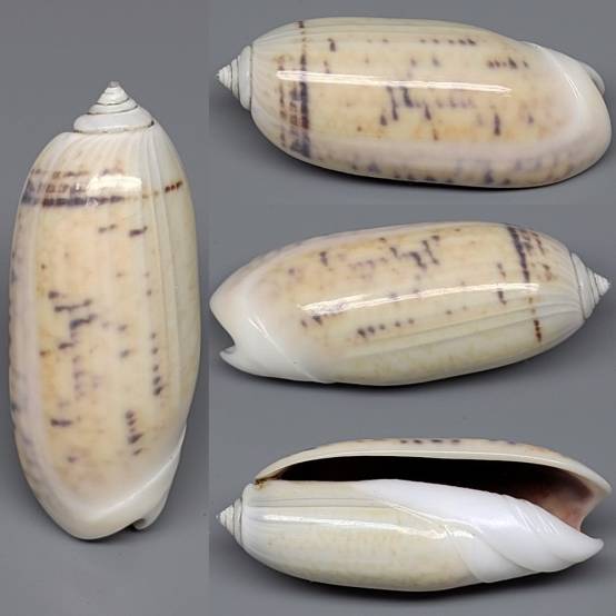 shellauction.net :: Oliva oliva oliva - 3733851