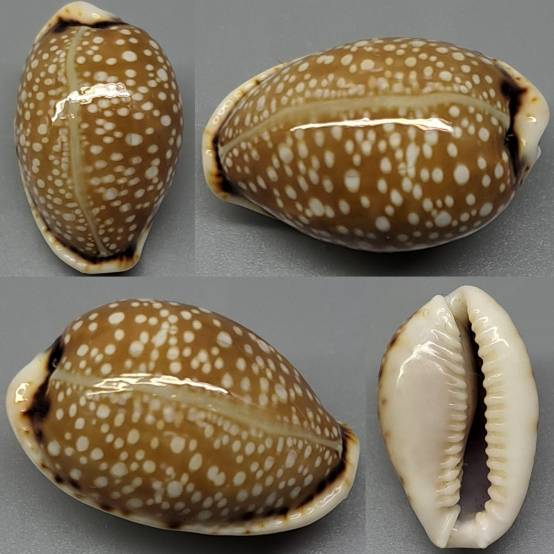 shellauction.net :: Naria labrolineata - 3733856