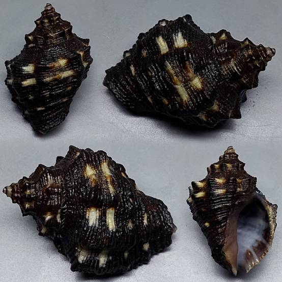 shellauction.net :: Semiricinula sp. - 3733885