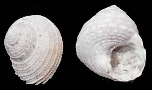 shellauction.net :: Monodonta labio - 3733940