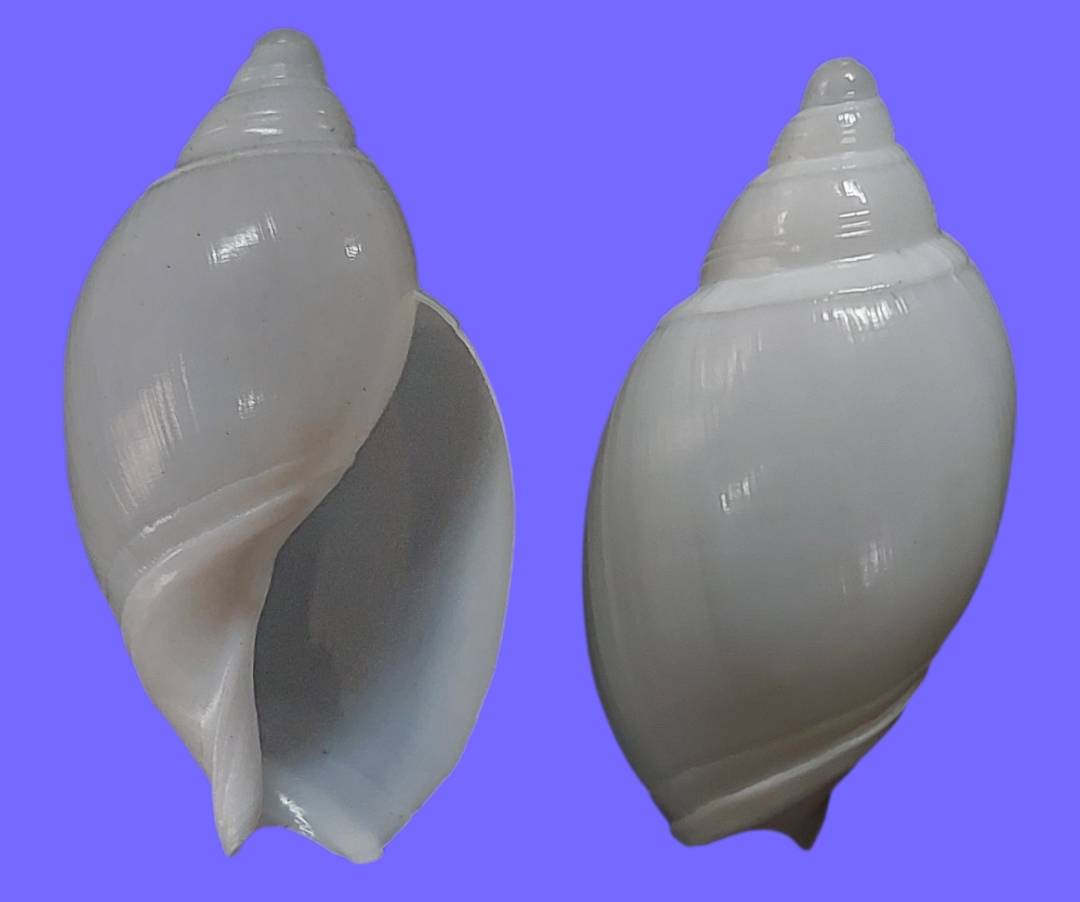 shellauction.net :: Ancillista similis - 3733951