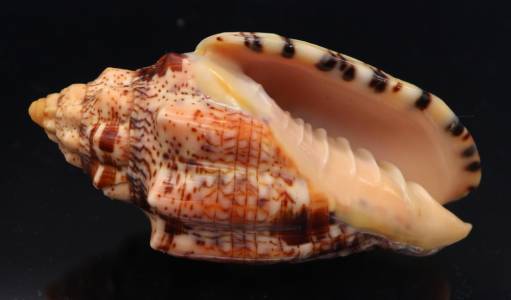 shellauction.net :: Voluta musica thiarella - 3733982