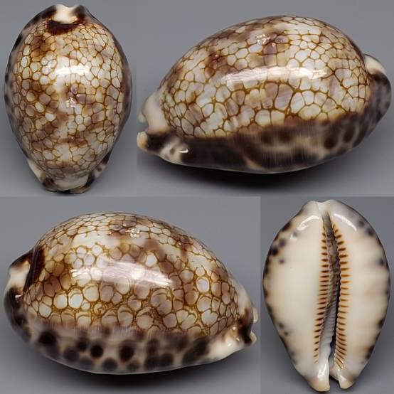 shellauction.net :: Mauritia histrio - 3733983