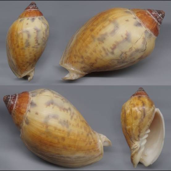 shellauction.net :: Cymbiola flavicans - 3733990