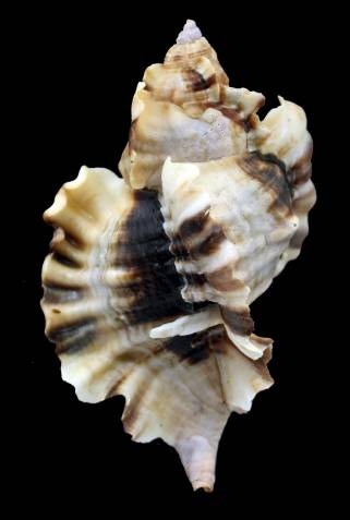 shellauction.net :: Ceratostoma burnetti coreanica - 3734263