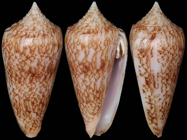 shellauction.net :: Conus neptunus - 3734272