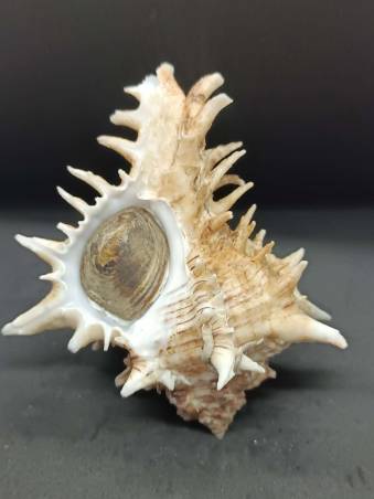 shellauction.net :: Hexaplex fulvecens - 3734295