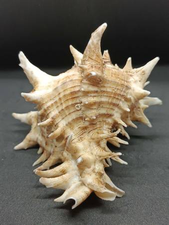 shellauction.net :: Hexaplex fulvecens - 3734295