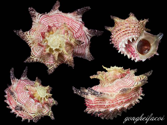 shellauction.net :: Angaria sp. - 3734320