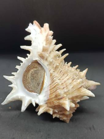 shellauction.net :: Hexaplex fulvecens - 3734340