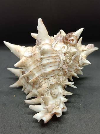 shellauction.net :: Hexaplex fulvecens - 3734340