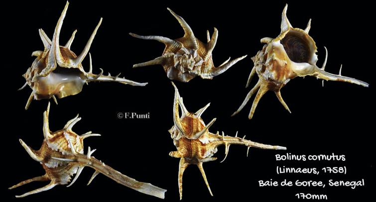 shellauction.net :: Bolinus cornutus - 3734364