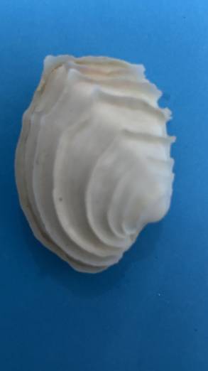 shellauction.net :: Callanaitis bassinia disjecta - 3734367