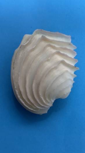 shellauction.net :: Callanaitis bassinet disjecta - 3734384