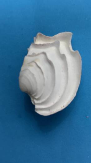 shellauction.net :: Callanaitis bassinia disjecta - 3734396