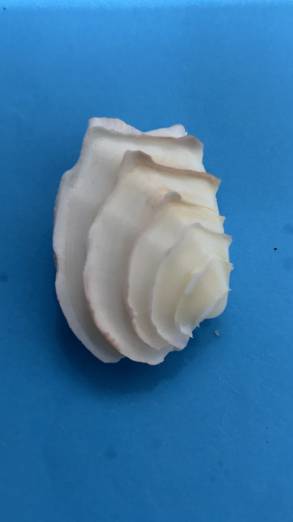 shellauction.net :: Callanaitis bassinia disjecta - 3734396