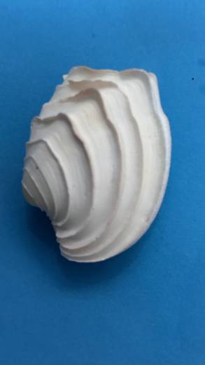 shellauction.net :: Callanaitis bassinia disjecta - 3734405