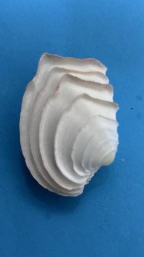 shellauction.net :: Callanaitis bassinia disjecta - 3734405