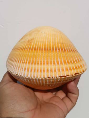 shellauction.net :: Laevicardium elatum - 3734429