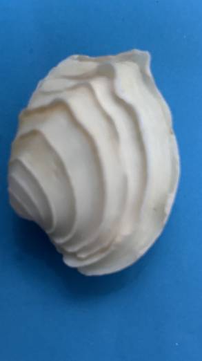 shellauction.net :: Callanaitis bassinia disjecta - 3734440