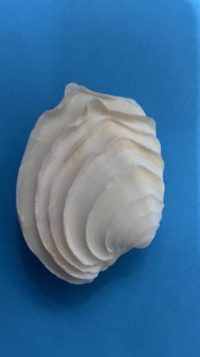 shellauction.net :: Callanaitis bassinia disjecta - 3734440