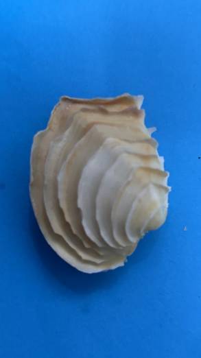 shellauction.net :: Callanaitis bassinia disjecta - 3734450