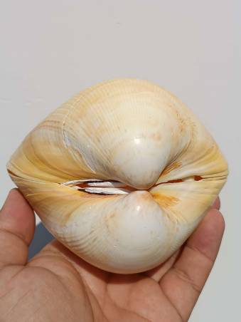 shellauction.net :: Laevicardium elatum - 3734459