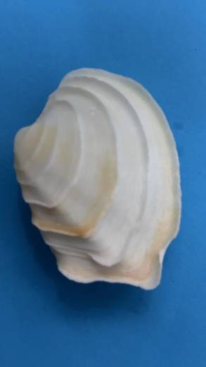 shellauction.net :: Callanaitis bassinia disjecta - 3734492