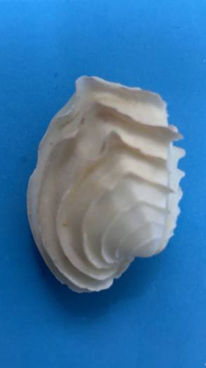 shellauction.net :: Callanaitis bassinia disjecta - 3734500