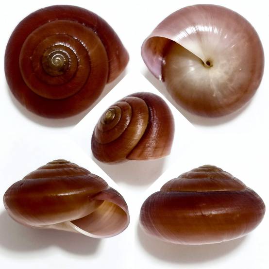 shellauction.net :: Quantula striata - 3734536