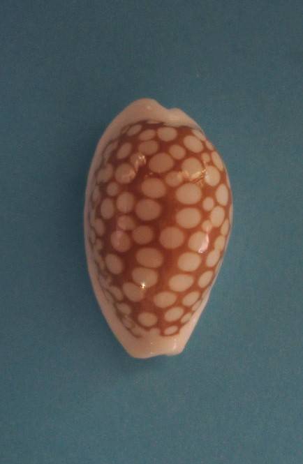 shellauction.net :: Cypraea comma - 3734613