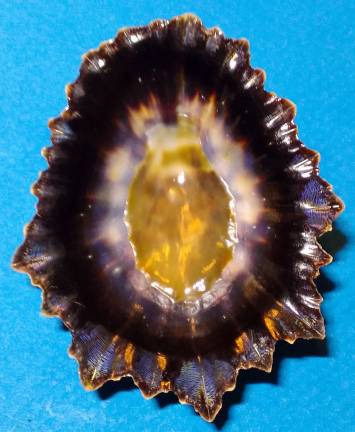 shellauction.net :: Cymbula oculus - 3734807