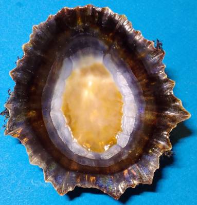 shellauction.net :: Cymbula oculus - 3734817