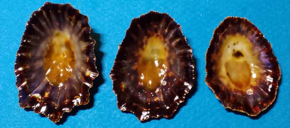 shellauction.net :: Cymbula oculus - 3734850