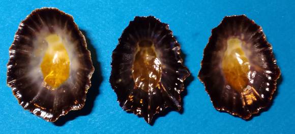 shellauction.net :: Cymbula oculus - 3734852