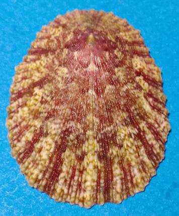 shellauction.net :: Cymbula miniata - 3734880