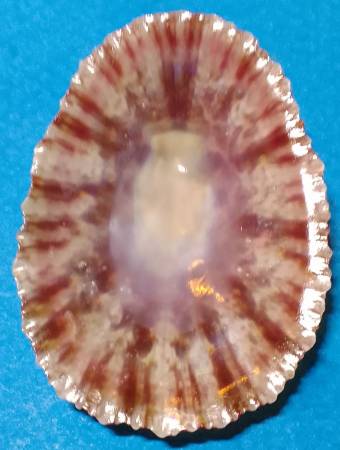 shellauction.net :: Cymbula miniata - 3734880