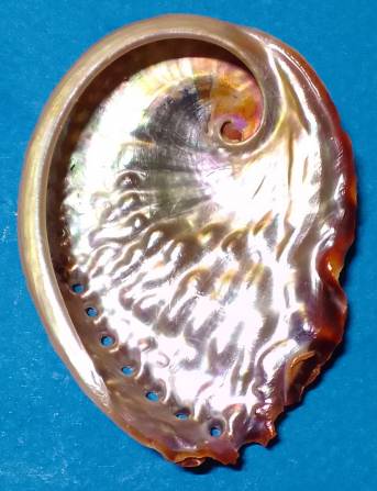 shellauction.net :: Haliotis midae - 3734917