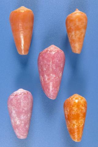 shellauction.net :: Conus solangeae - 3734941