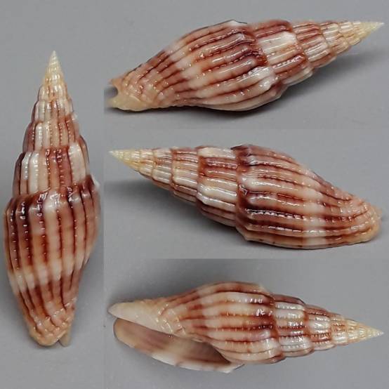 shellauction.net :: Vexillum cookorum - 3735134