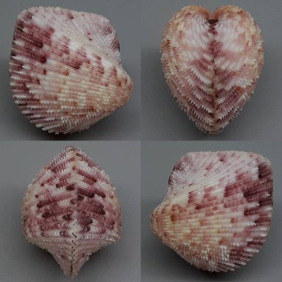 shellauction.net :: Ctenocardia sp. - 3735157