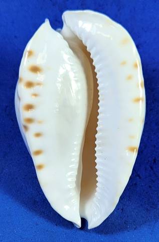 shellauction.net :: Zoila marginata albanyensis - 3736068