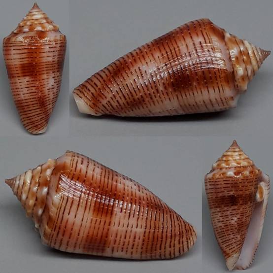 shellauction.net :: Conus proximus - 3736390