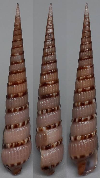 shellauction.net :: Terebra sp. - 3736437